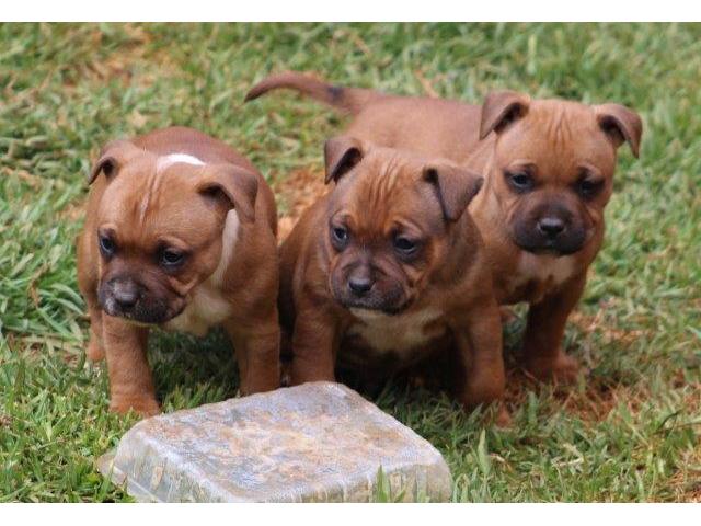 Staffies Nigel - Ad Land South Africa
